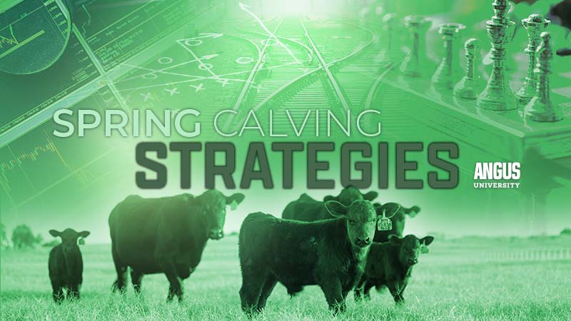 American Angus Association